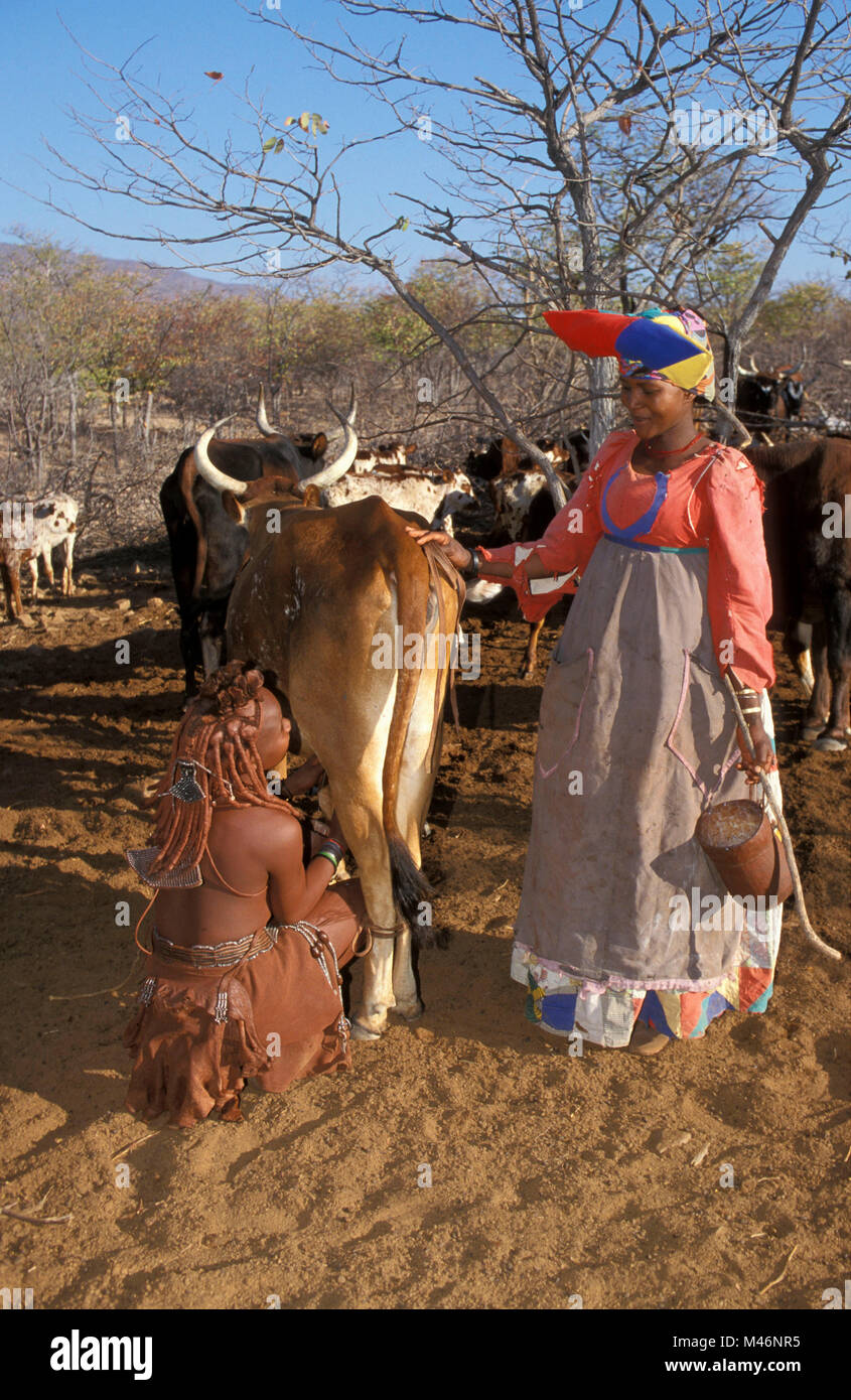 Namibia. Kaokoveld, near Opuwo. Himba tribe. Woman milking cow. Right ...