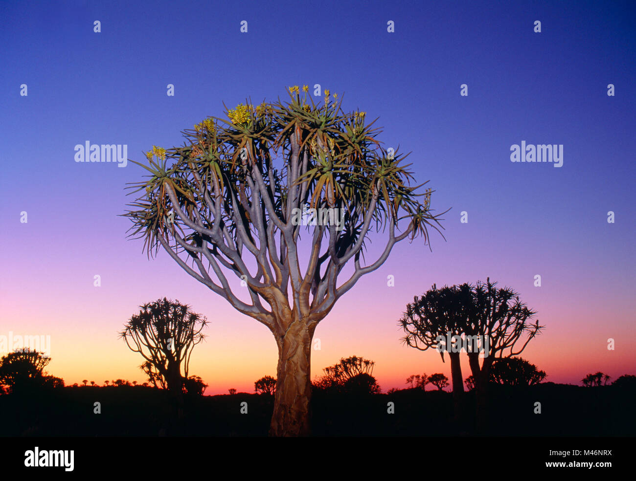 Kalahari Desert Sunset
