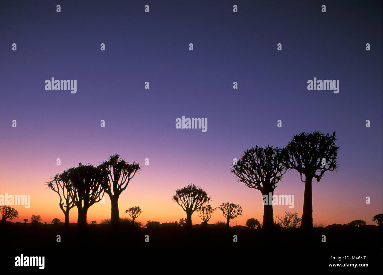 Namibia. Kalahari desert near Keetmanshoop. Flowering quiver tree ...
