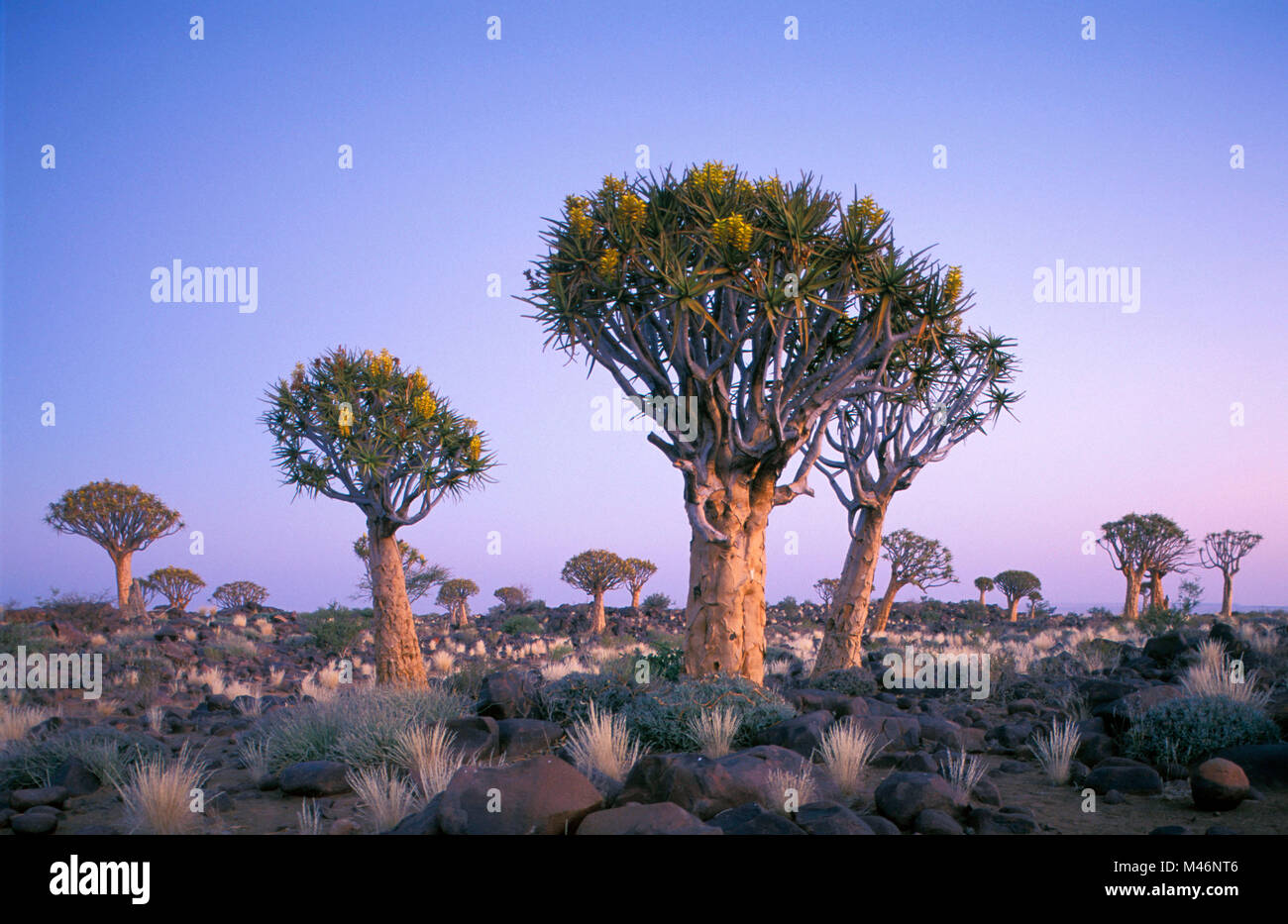 Flower of the kalahari hi-res stock photography and images - Alamy