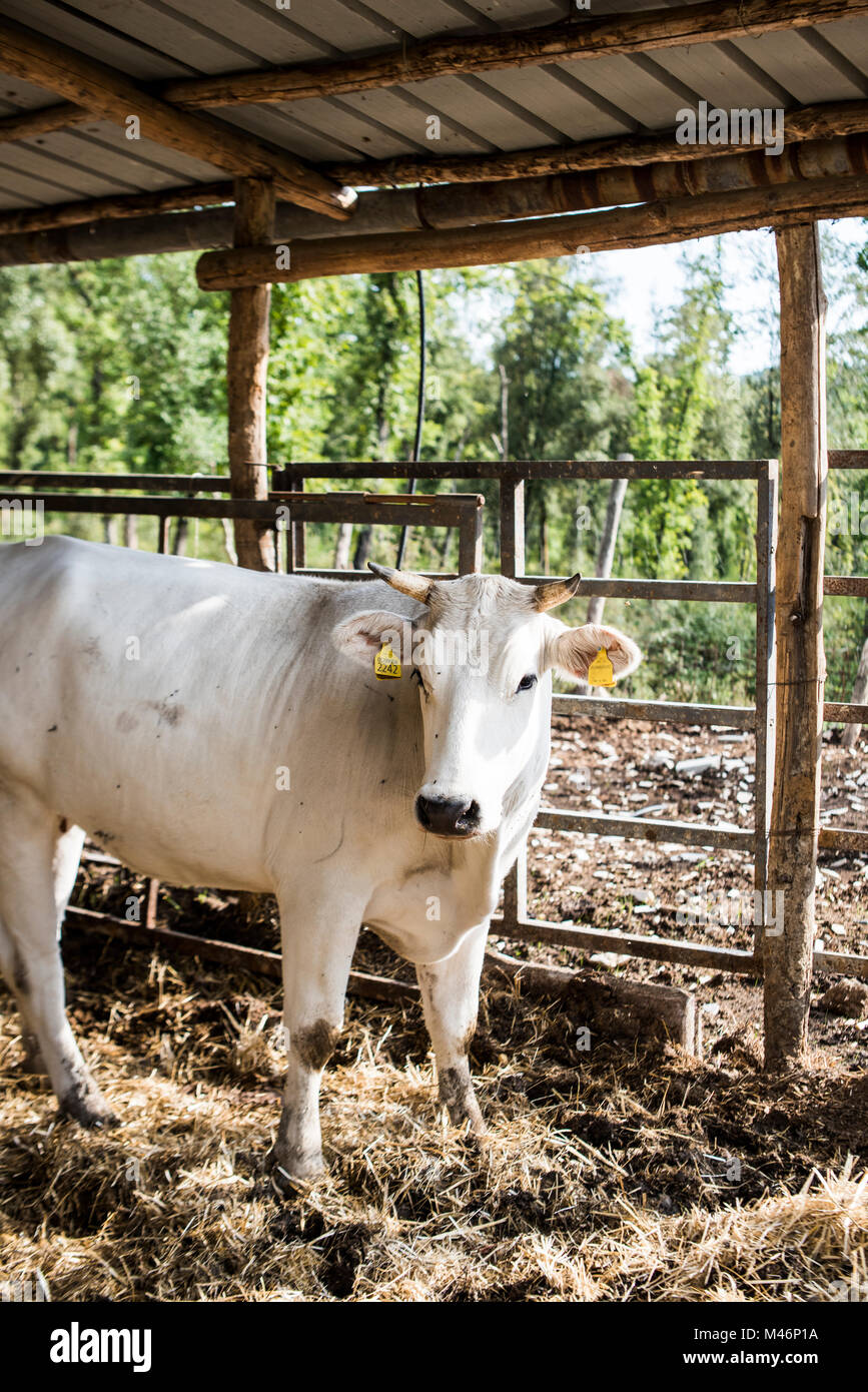 Calvana Cow, Siena, Italy Stock Photo - Alamy