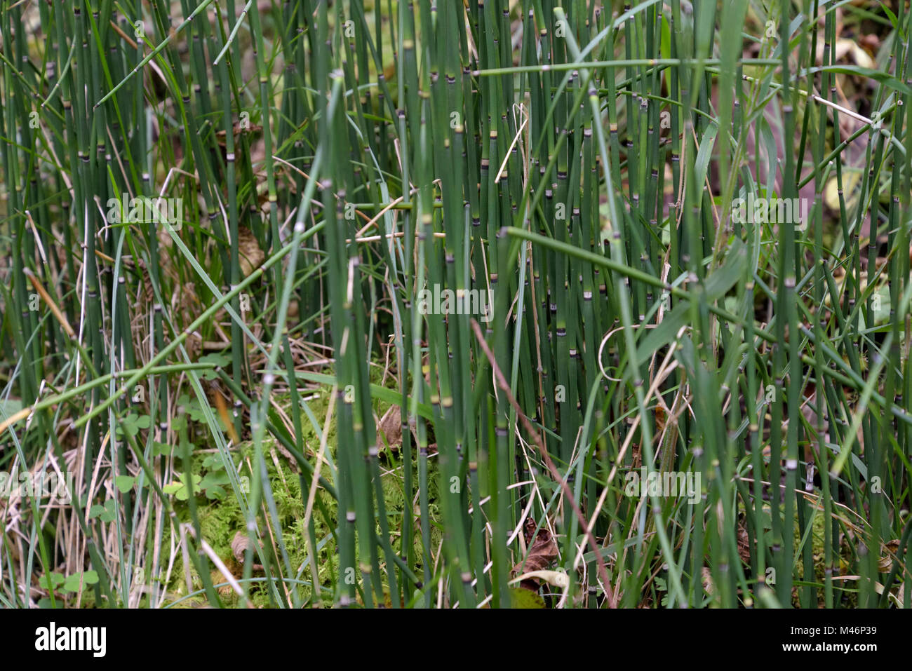 Rough Horsetail, Equisetum hyemale Stock Photo - Alamy