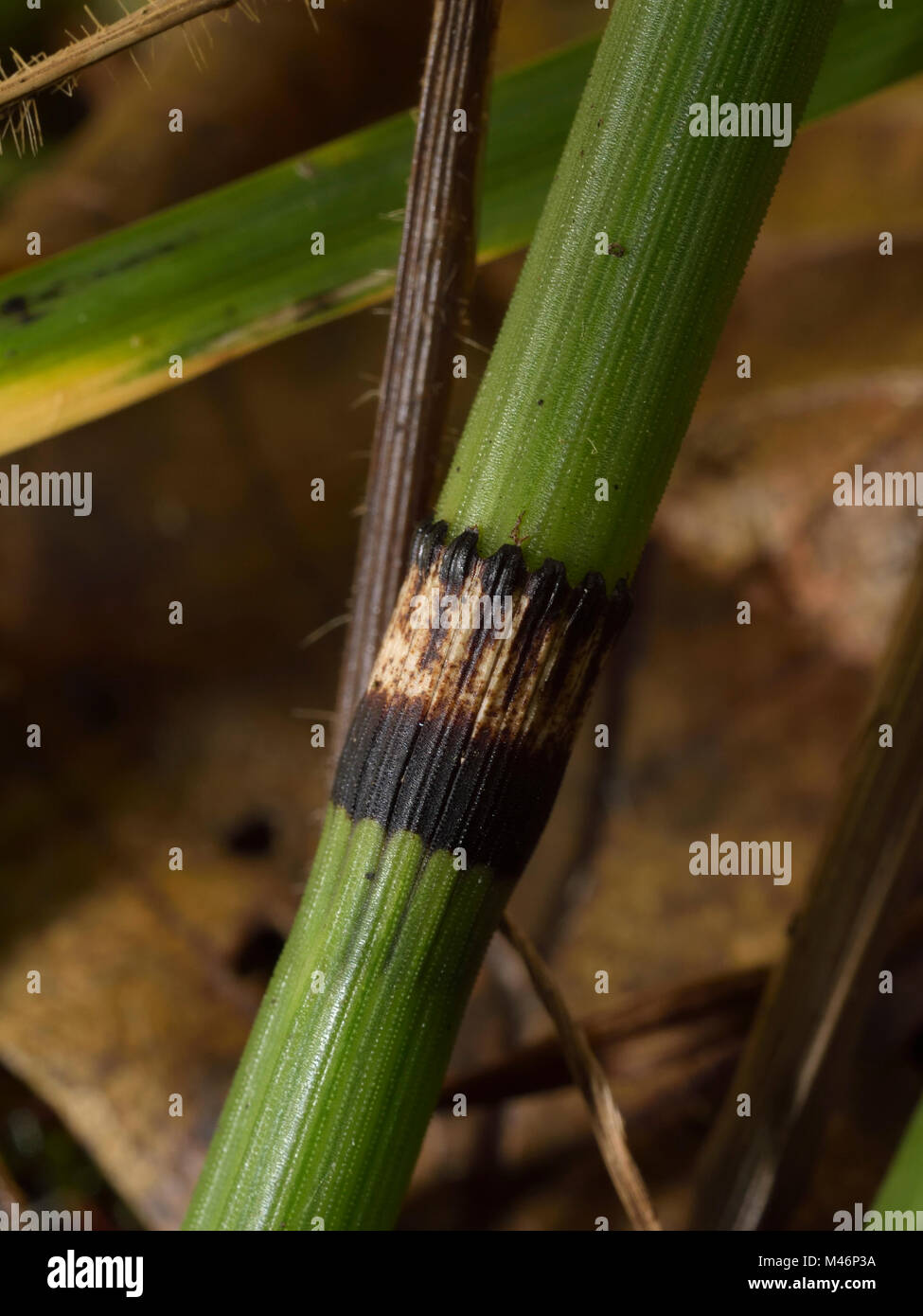 Sheath teeth hi-res stock photography and images - Alamy