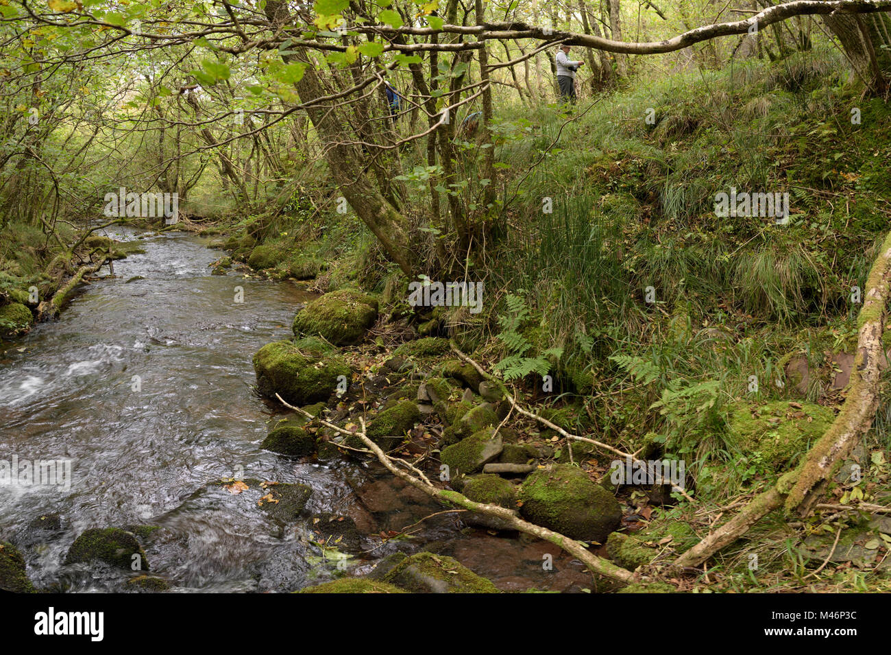 Rough Horsetail, Equisetum hyemale Habitat on the Nant Sere, Brecon ...