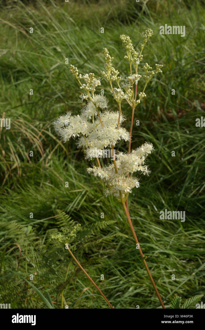 Meadowsweet, Filipendula ulmaria Stock Photo - Alamy