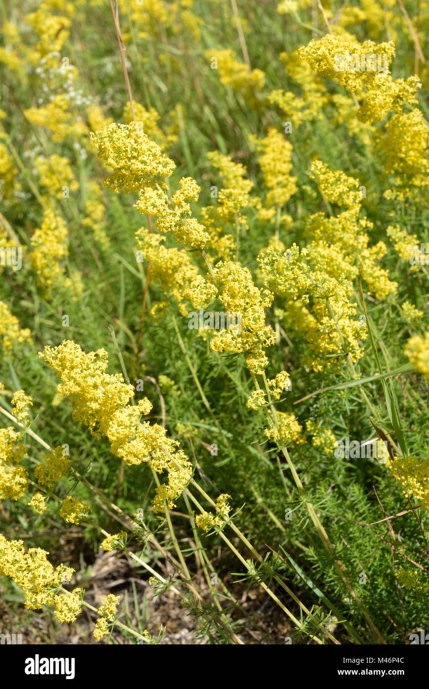 Ladys bedstraw yellow bedstraw galium hi-res stock photography and ...