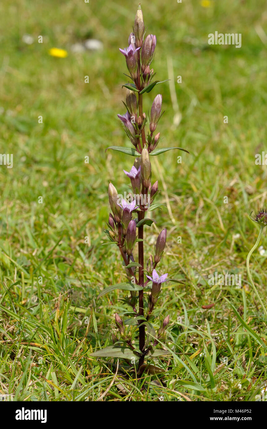 Autumn felwort hi-res stock photography and images - Alamy