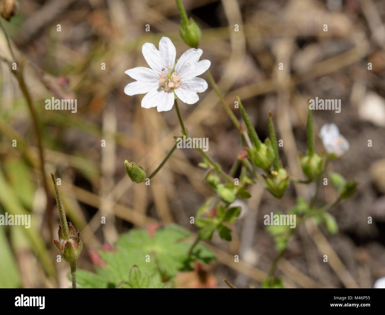 White Form of Dove's-foot Crane's-bill, Geranium molle Stock Photo - Alamy