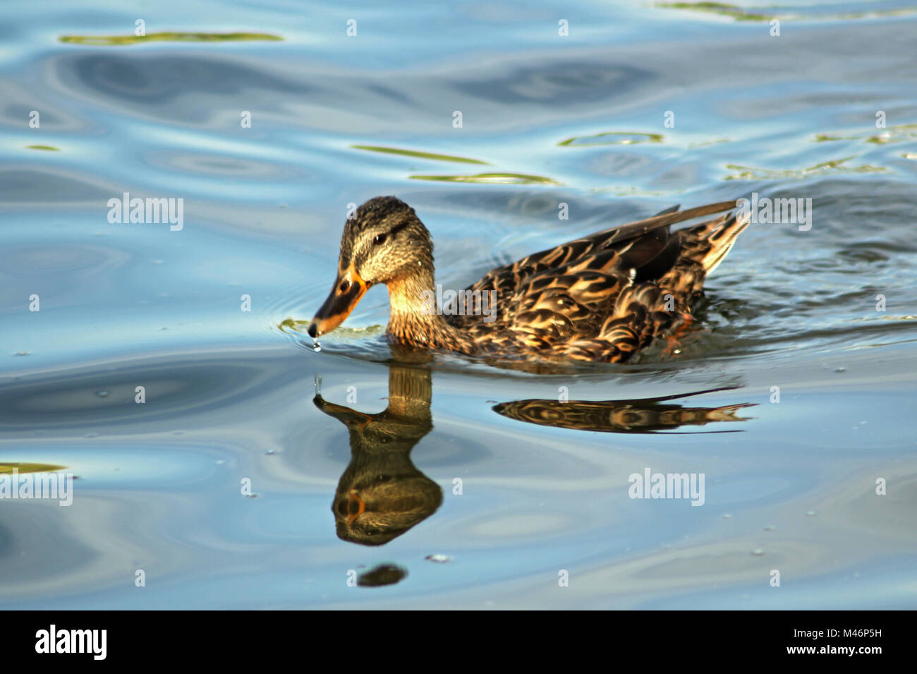 Duck floating in water with reflection on a sunny day Stock Photo - Alamy