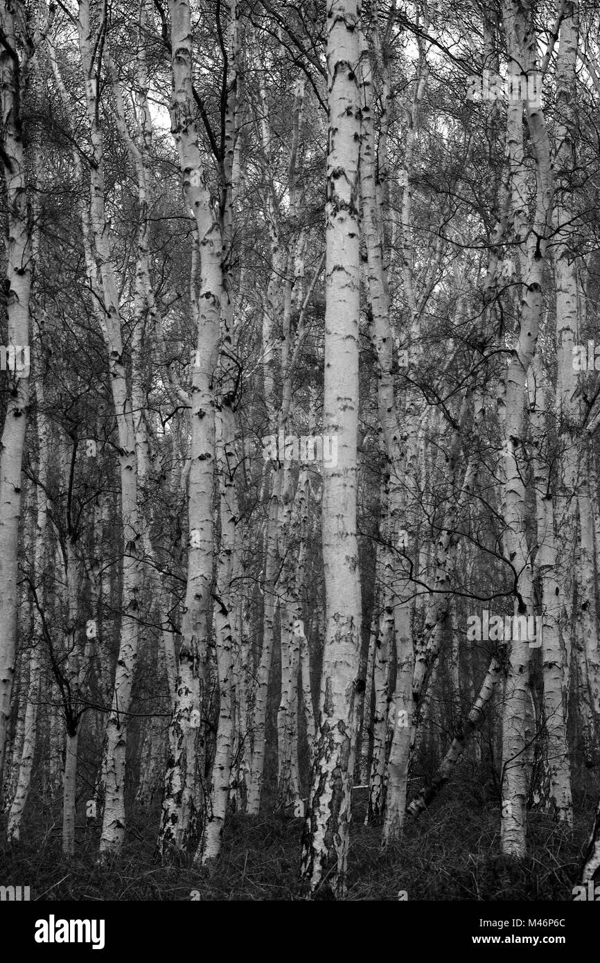Silver birch betula pendula woodland in autumn Black and White Stock ...