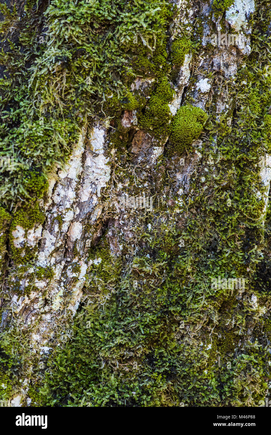 Moss in the woods hi-res stock photography and images - Alamy