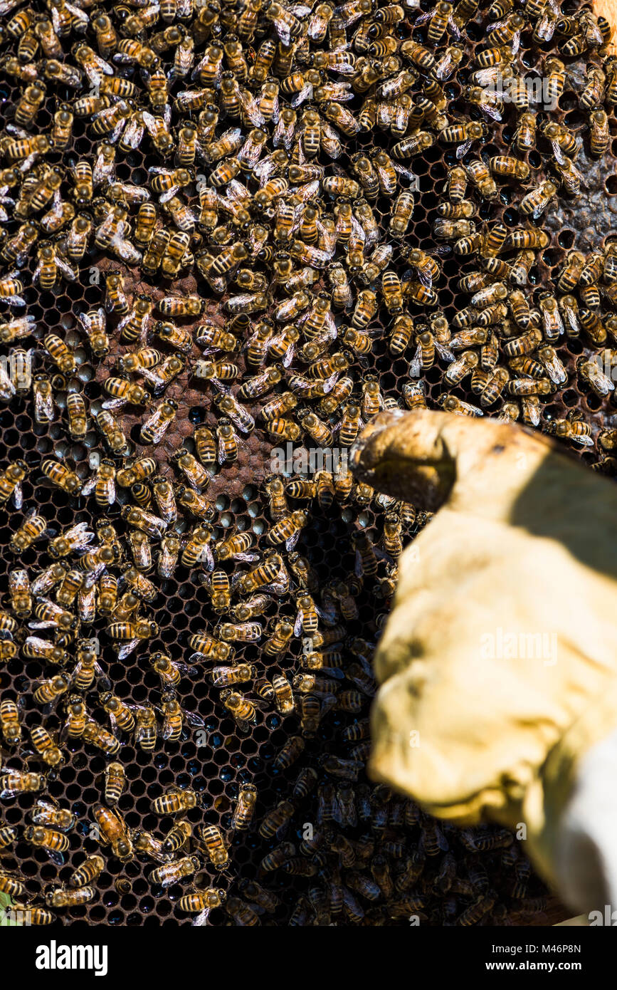 Italian honey bees hi-res stock photography and images - Alamy