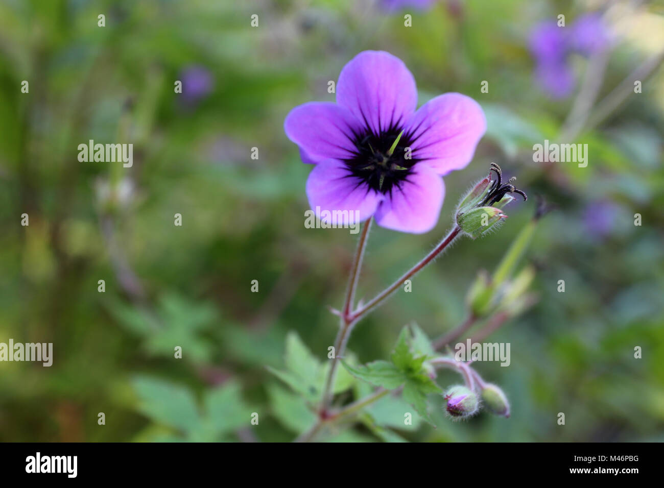 Geranium ann folkard hi-res stock photography and images - Alamy