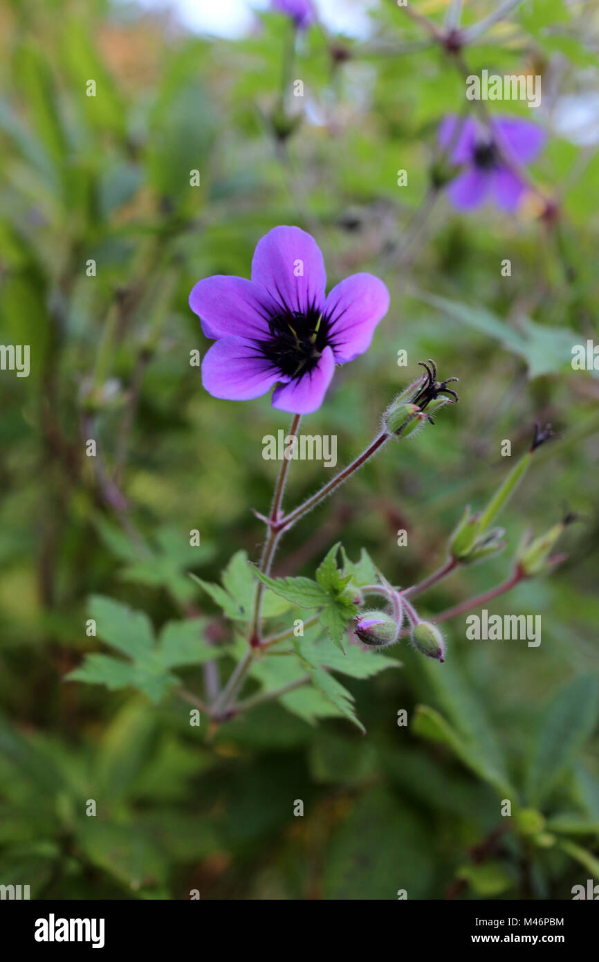 Geranium ann folkard hi-res stock photography and images - Alamy
