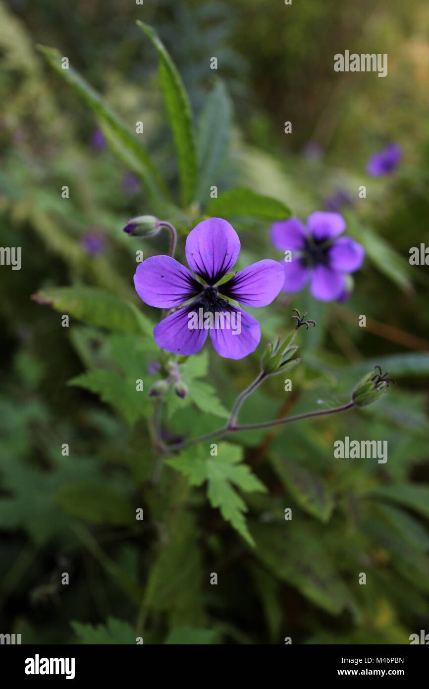 Geranium ann folkard hi-res stock photography and images - Alamy