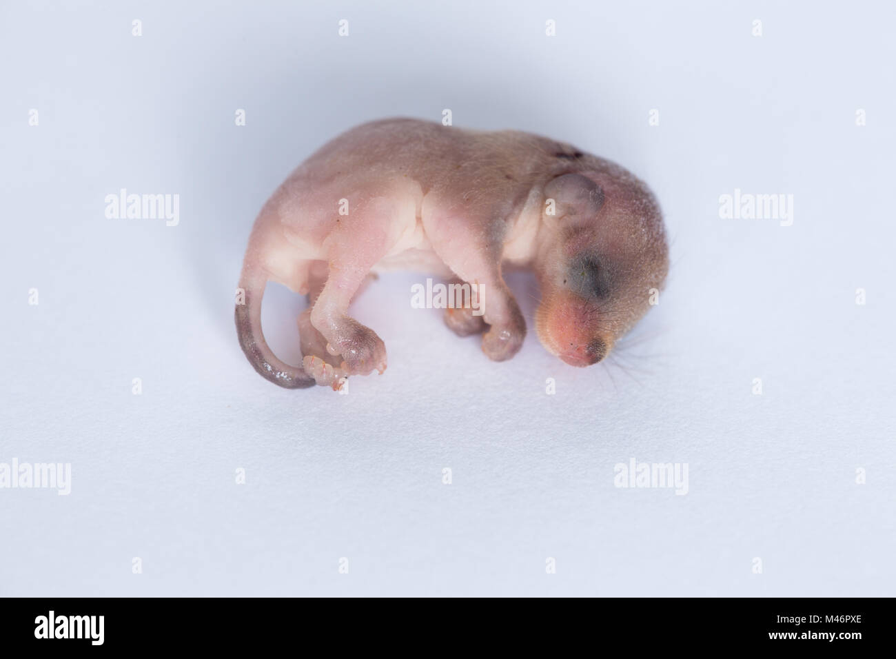 Animal Fetus High Resolution Stock Photography and Images - Alamy