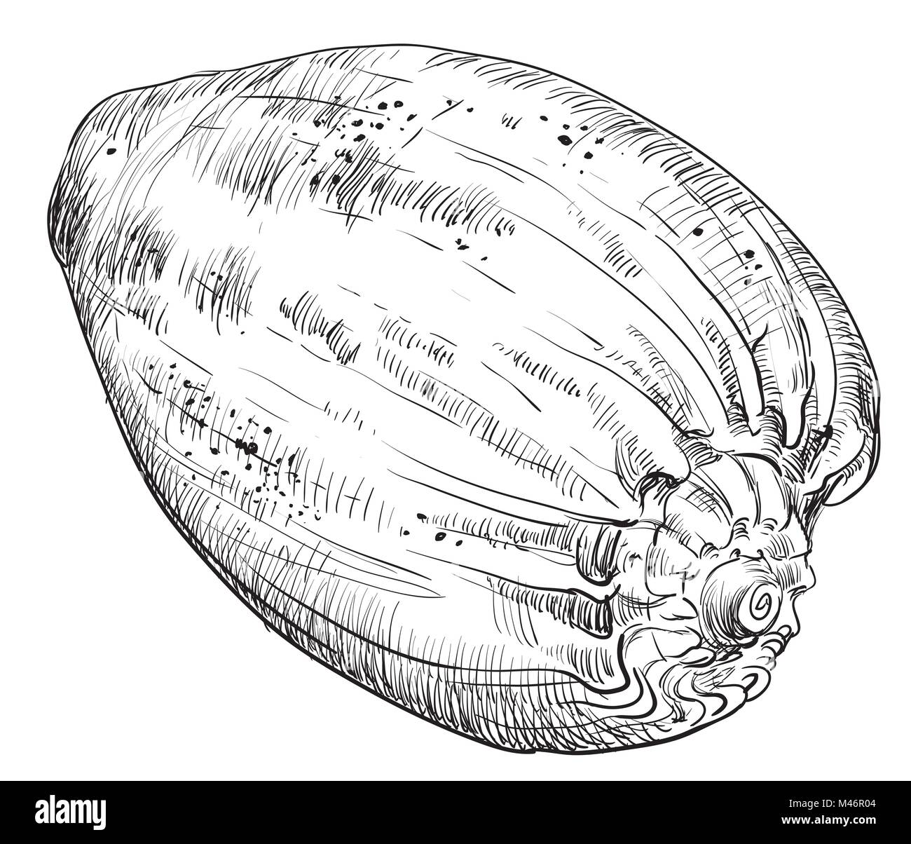 Hand drawing seashell. Vector monochrome illustration of seashell ...