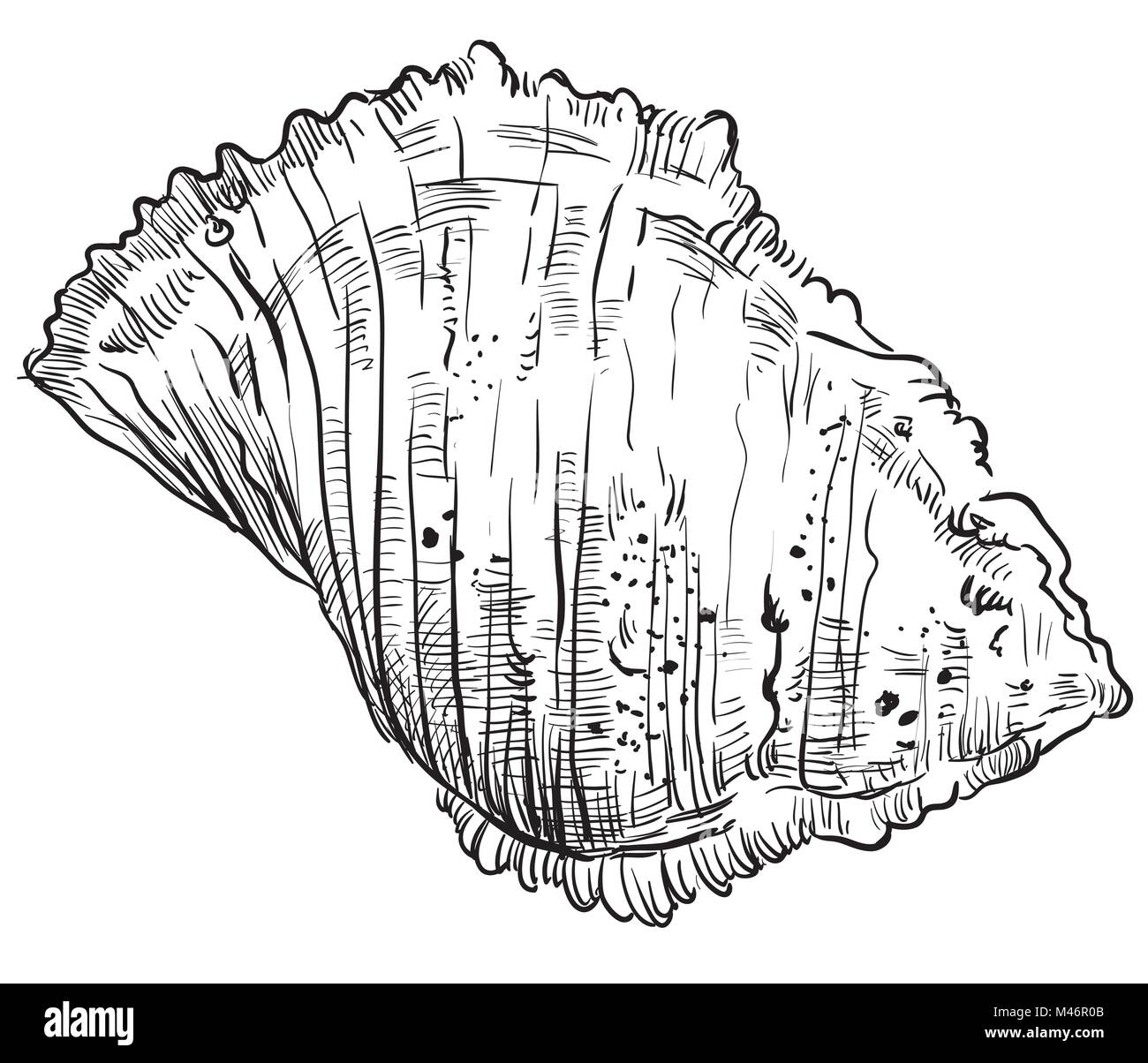 Hand drawing vector illustration. Seashell in black color isolated on ...