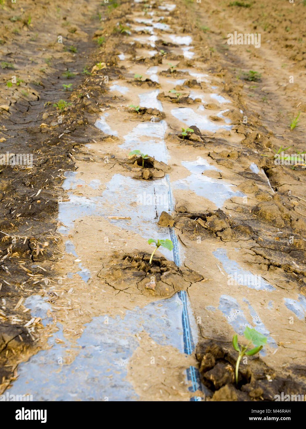 Watering system on the field of watermelons and melons. Shoots of ...