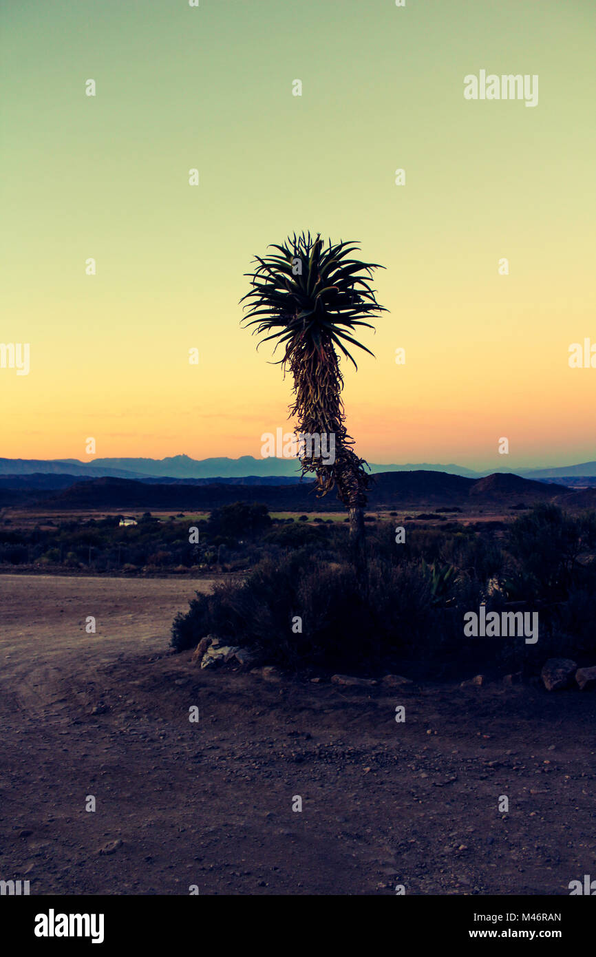 A portrait orientation of an aloe plant on a dusty driveway set against ...
