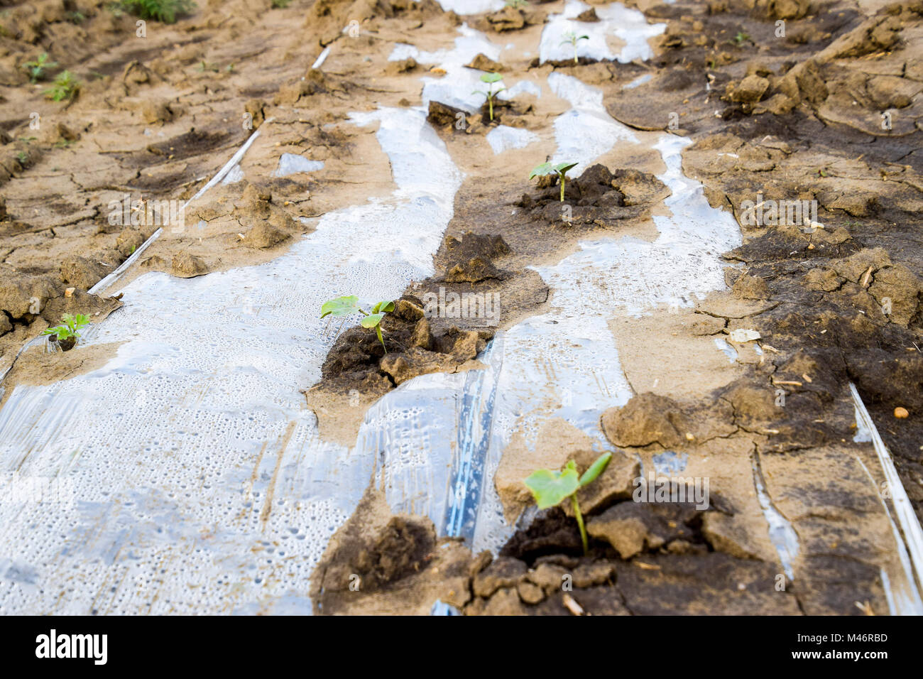 Fertigation hi-res stock photography and images - Alamy
