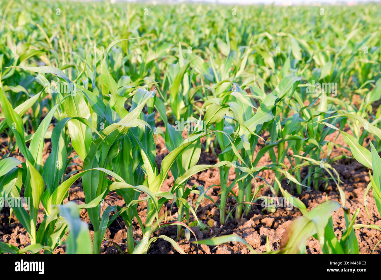 Young green corn on the field. Corn field in the spring. Growing stalks ...