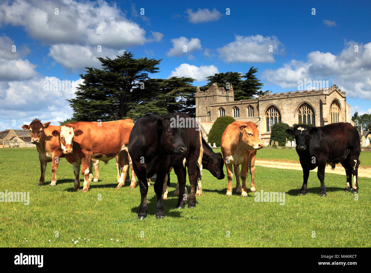 Cows in front of St Marys church, Marholm village, Cambridgeshire ...