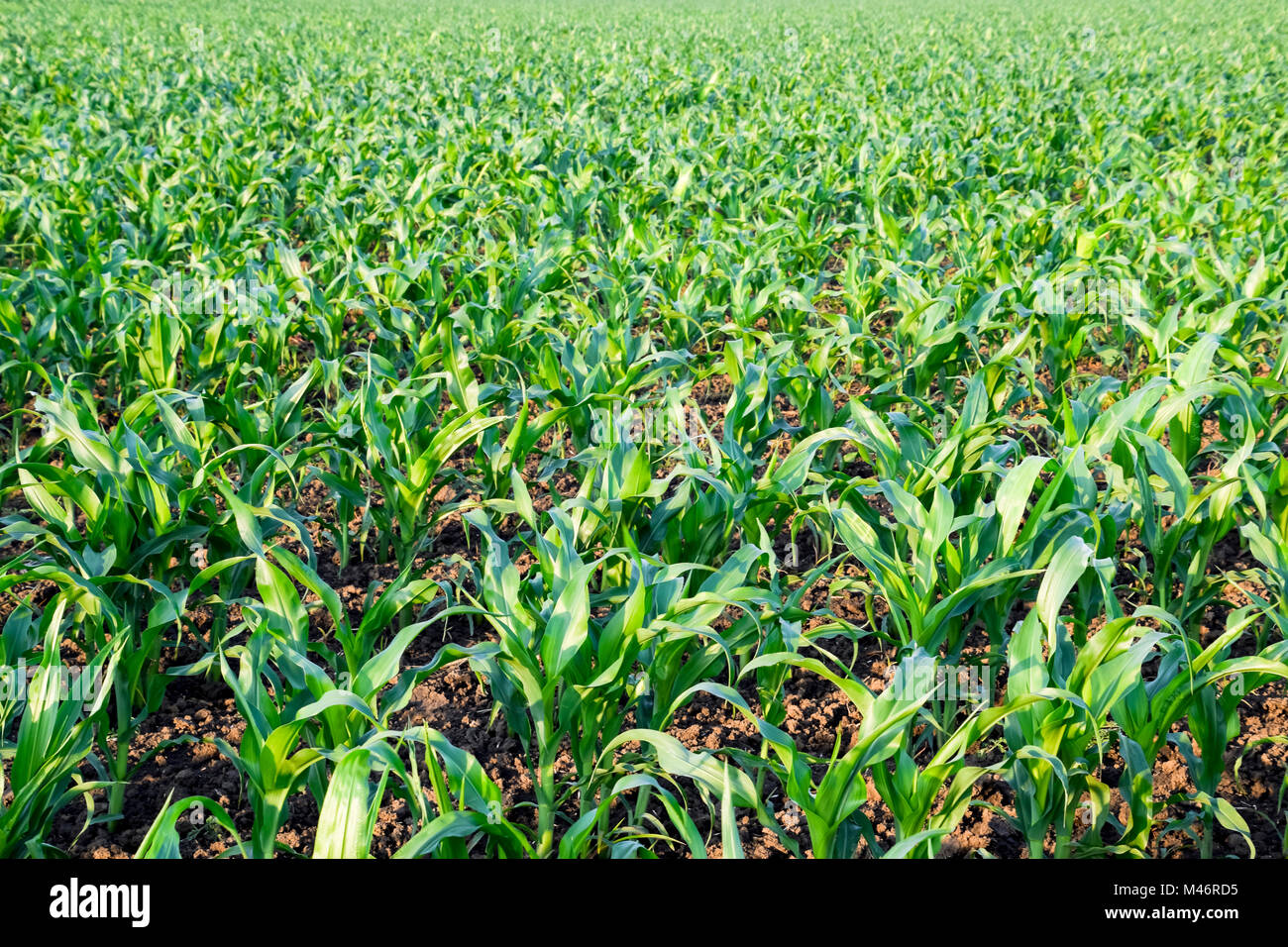 Young green corn on the field. Corn field in the spring. Growing stalks ...