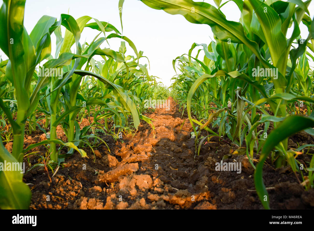 Young green corn on the field. Corn field in the spring. Growing stalks ...