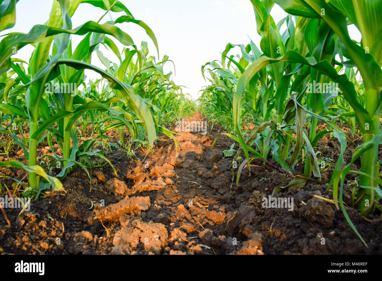 Young green corn on the field. Corn field in the spring. Growing stalks ...
