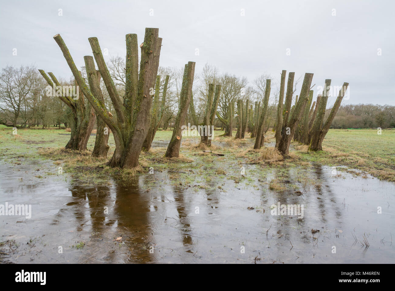 View of topped trees at Bramshot Farm Country Park near Fleet in ...