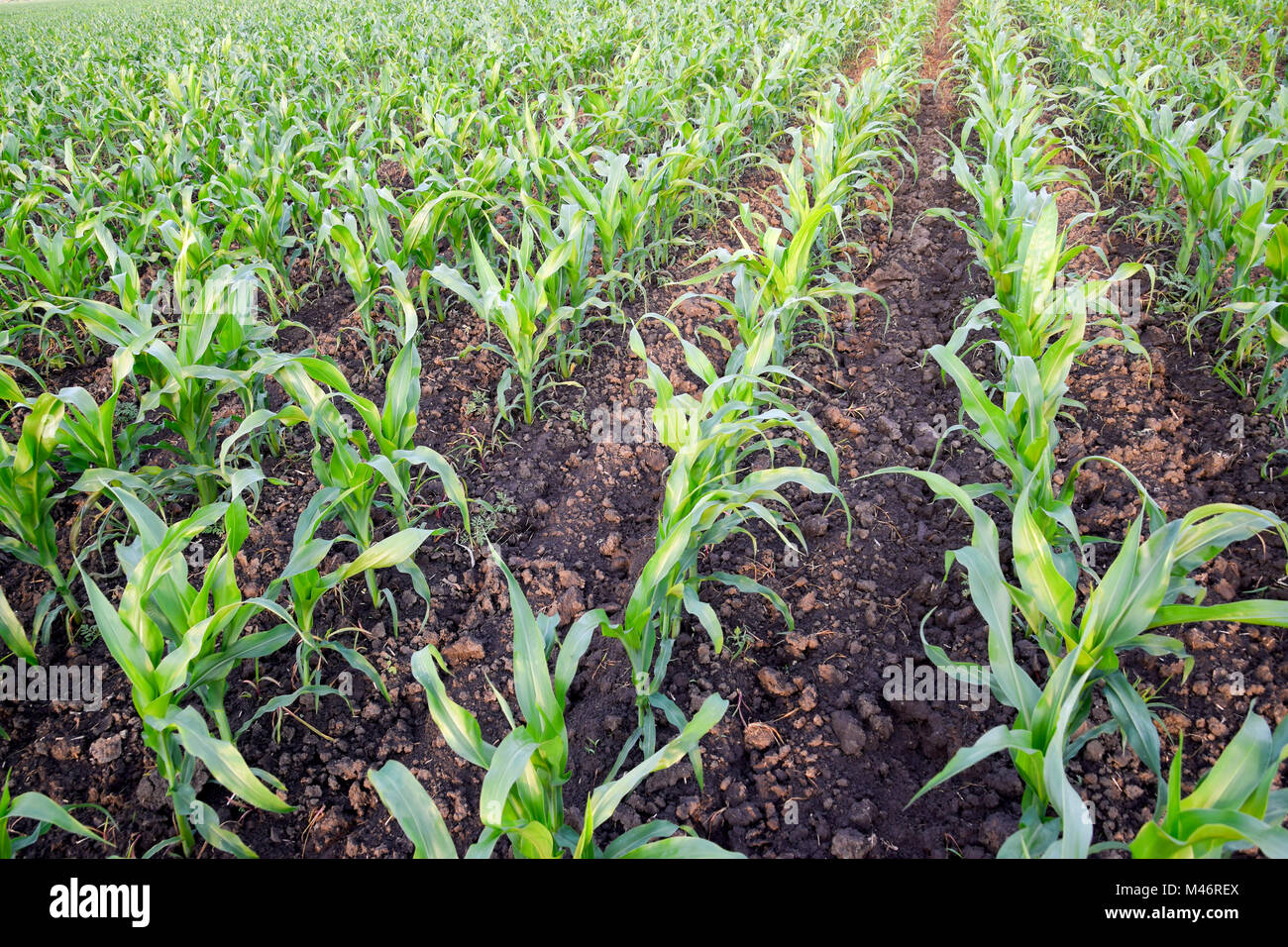Young green corn on the field. Corn field in the spring. Growing stalks ...