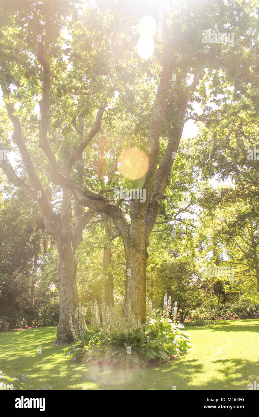 Sunlight breaking through a tree hi-res stock photography and images ...