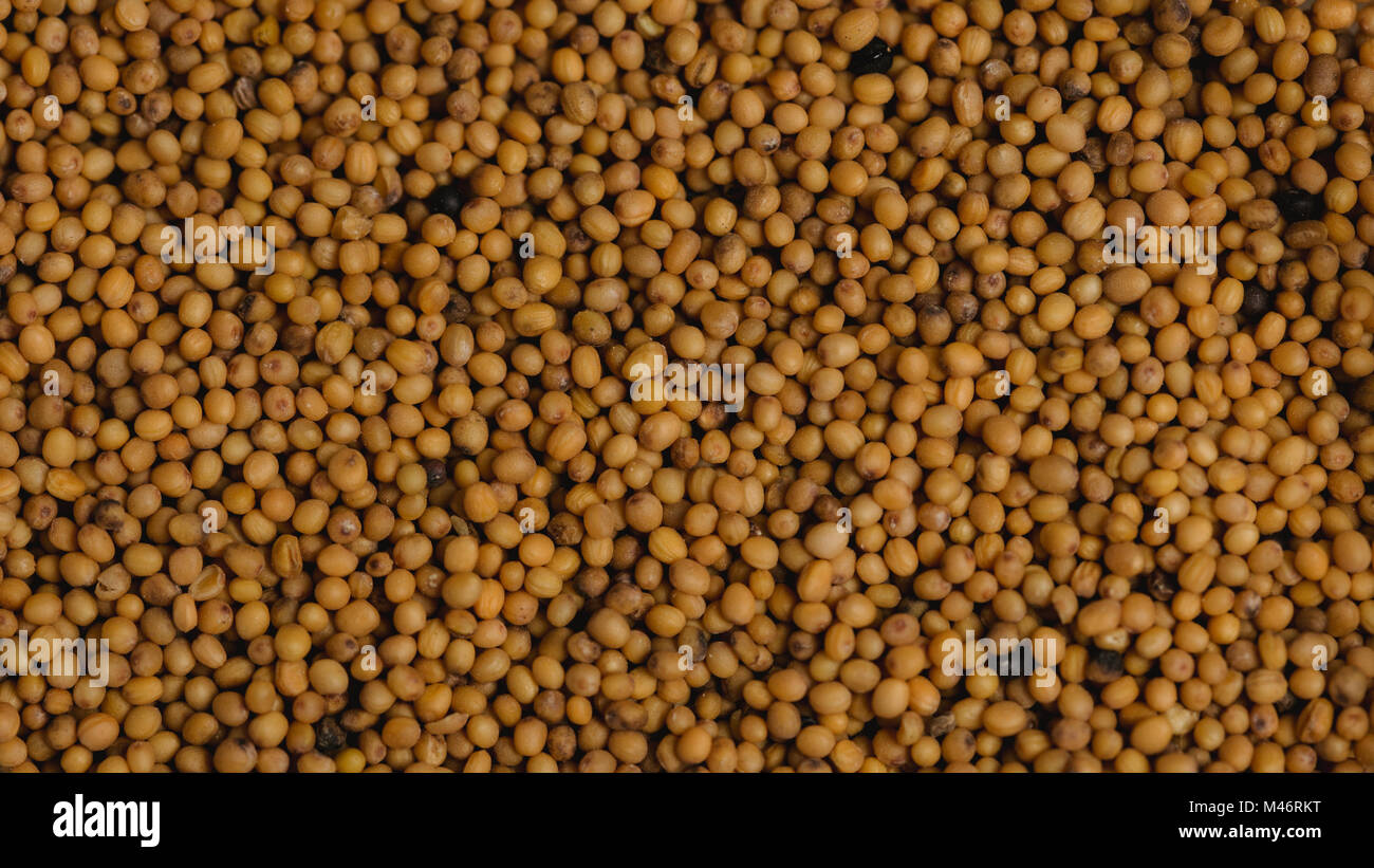 Mustard plant pot hi-res stock photography and images - Alamy