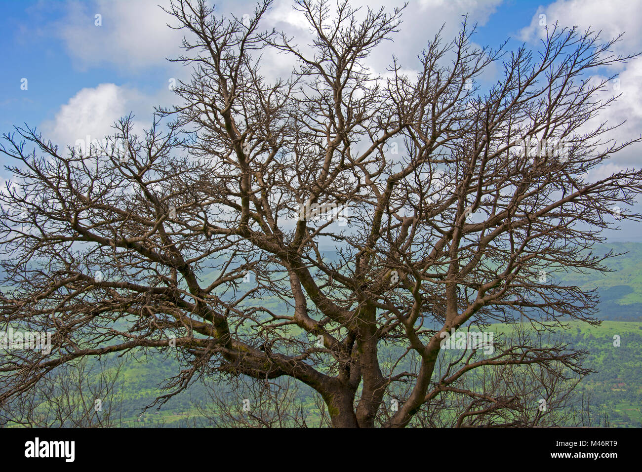 Dormant Deciduous Tree Shrub Stock Photo - Alamy