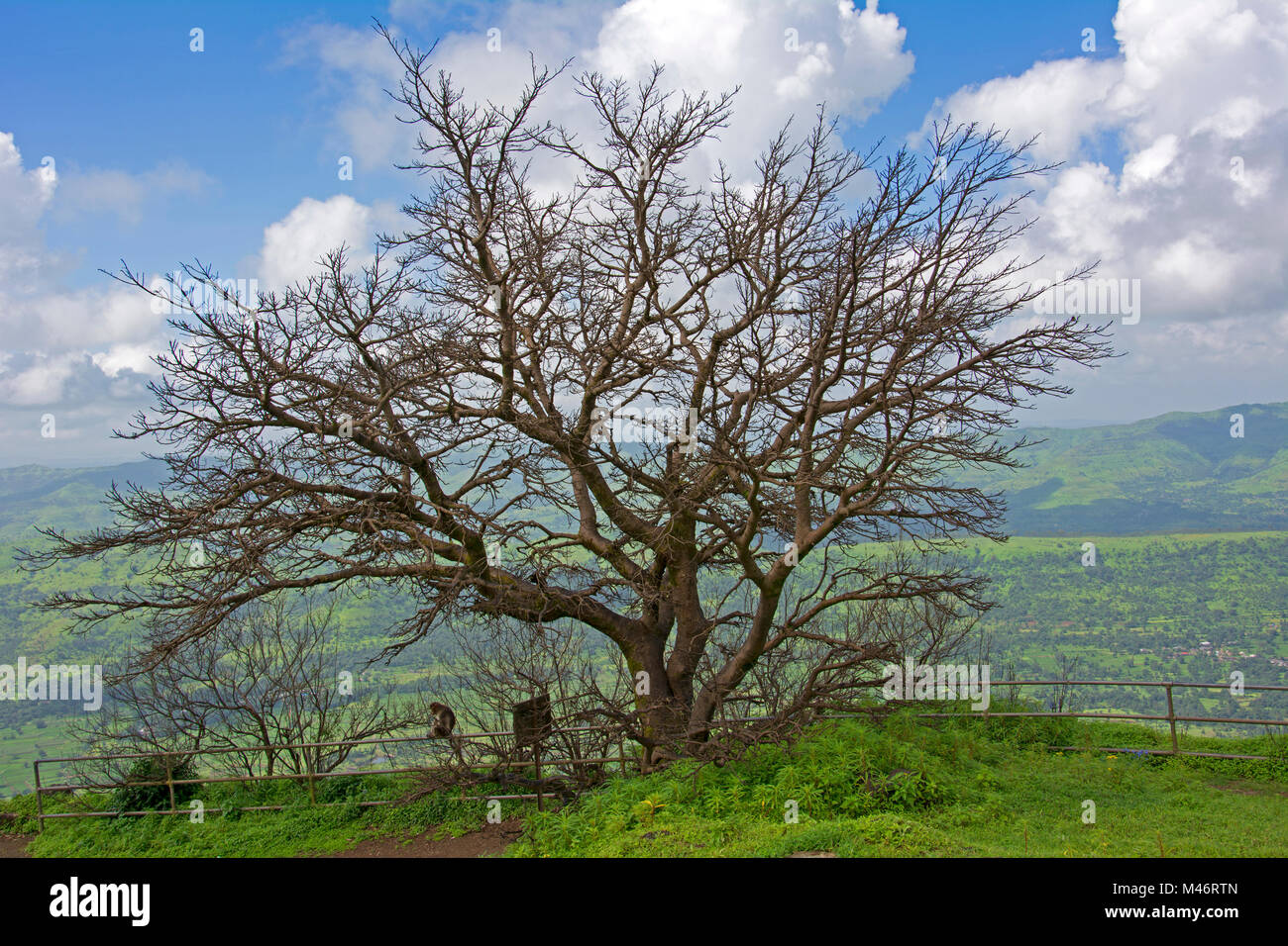 Dormant Deciduous Tree Shrub Stock Photo - Alamy