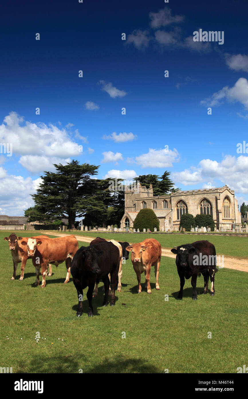 Cows in front of St Marys church, Marholm village, Cambridgeshire ...