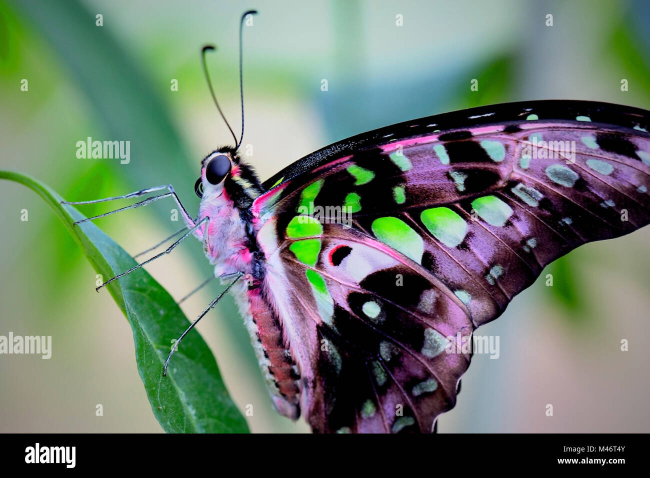 amazing colors of nature Stock Photo - Alamy