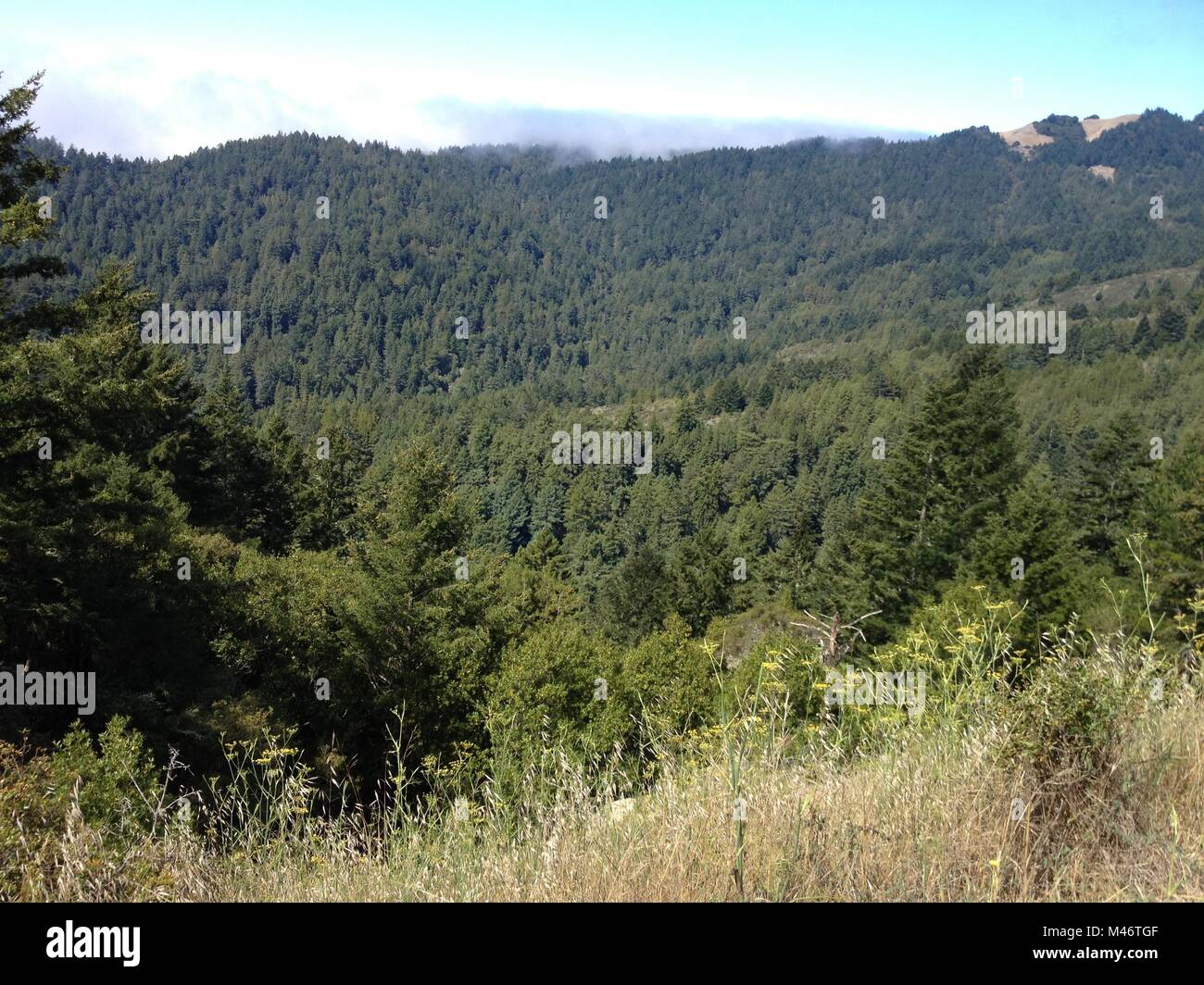 Green trees in mountain hi-res stock photography and images - Alamy