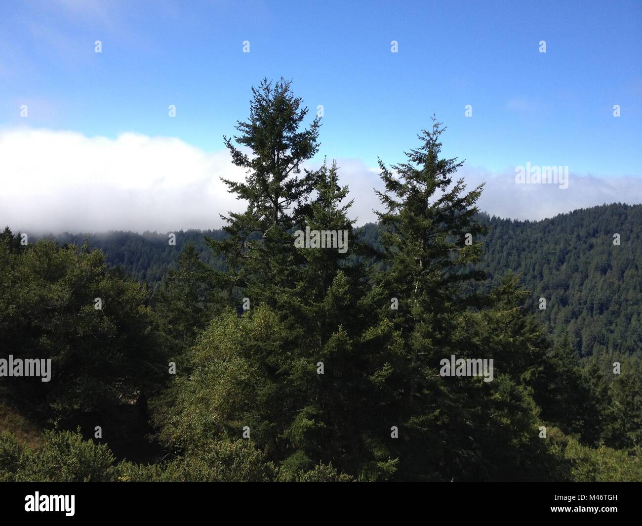 Green trees in mountain hi-res stock photography and images - Alamy
