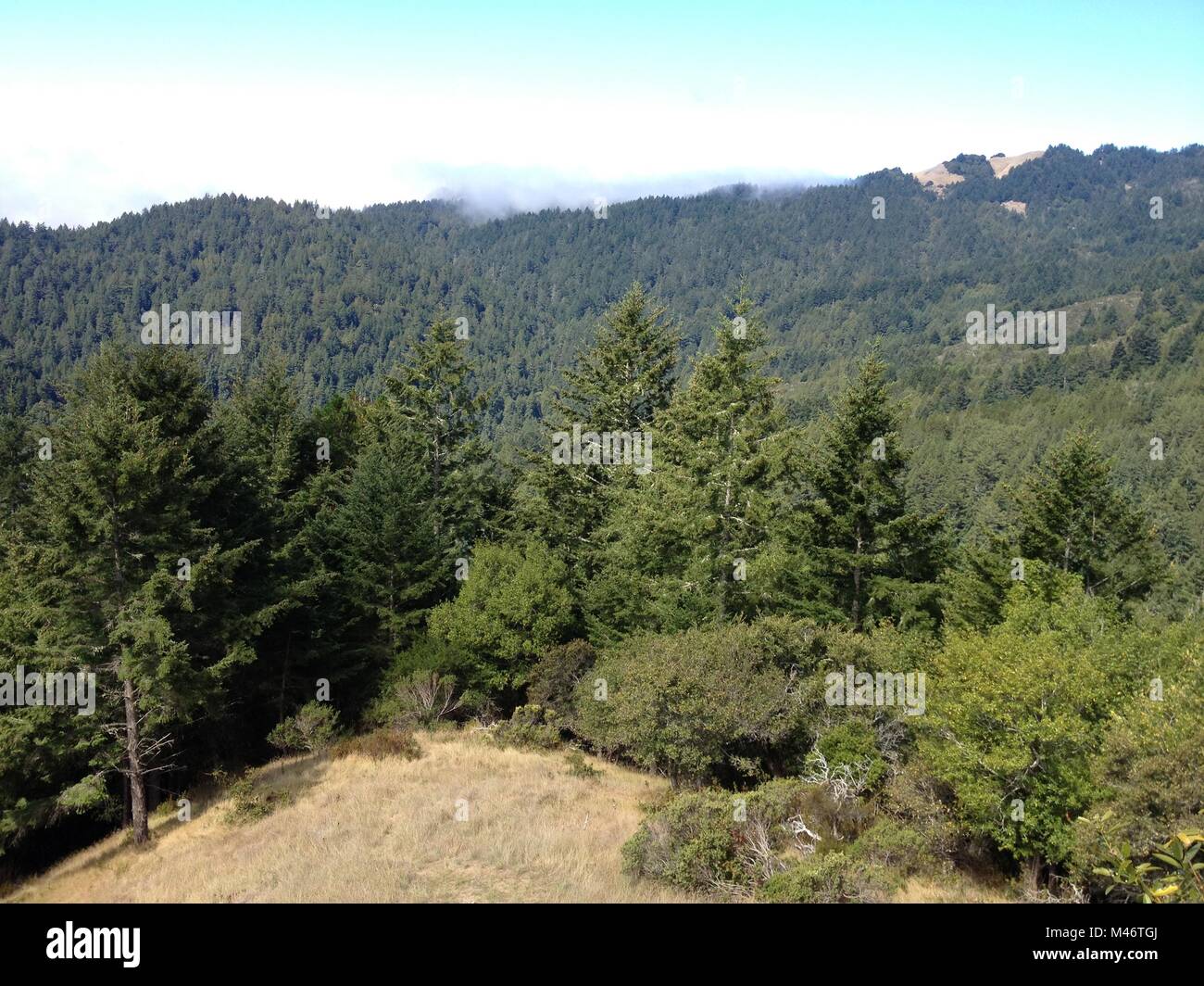 Green trees in mountain setting Stock Photo - Alamy
