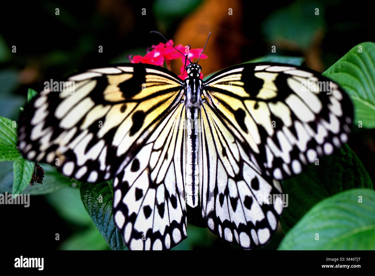 amazing colors of nature Stock Photo - Alamy