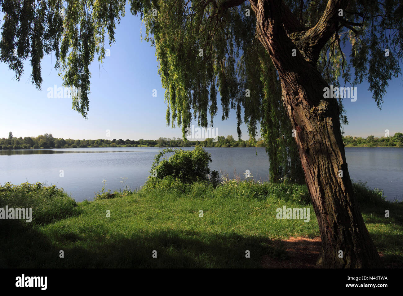 Summer view over Ferry Meadows country park, Peterborough ...