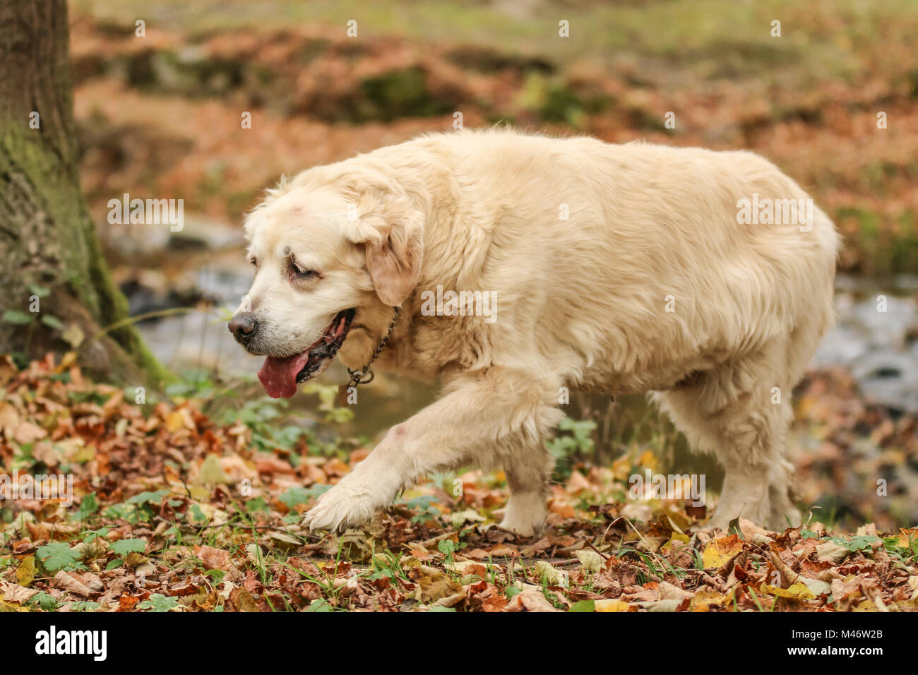 A picture of the old Labrador retriever dog. She is tired, looks sad ...