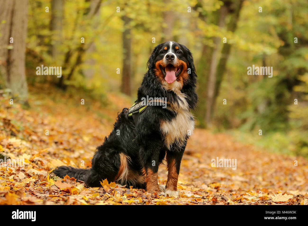 A picture of an standing adult Bernese Mountain Dog during the walk ...