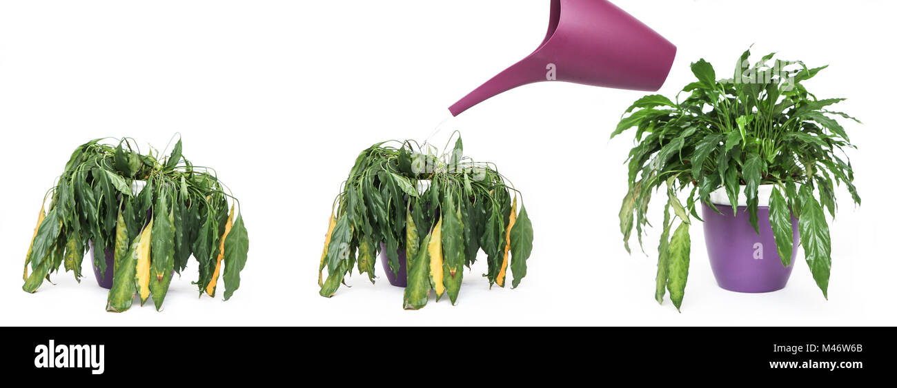 A series of three pictures catching the withered plant, which is being ...