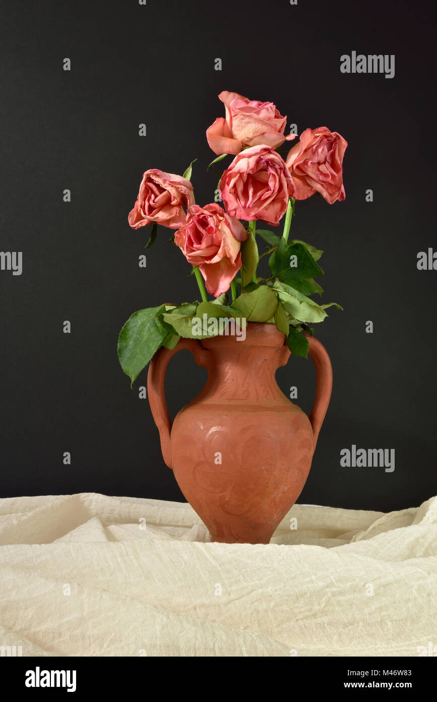 Five dying pink roses in a terracotta vase against a black background ...