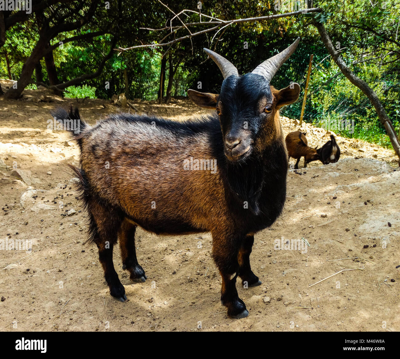 African pygmy goat Stock Photo - Alamy