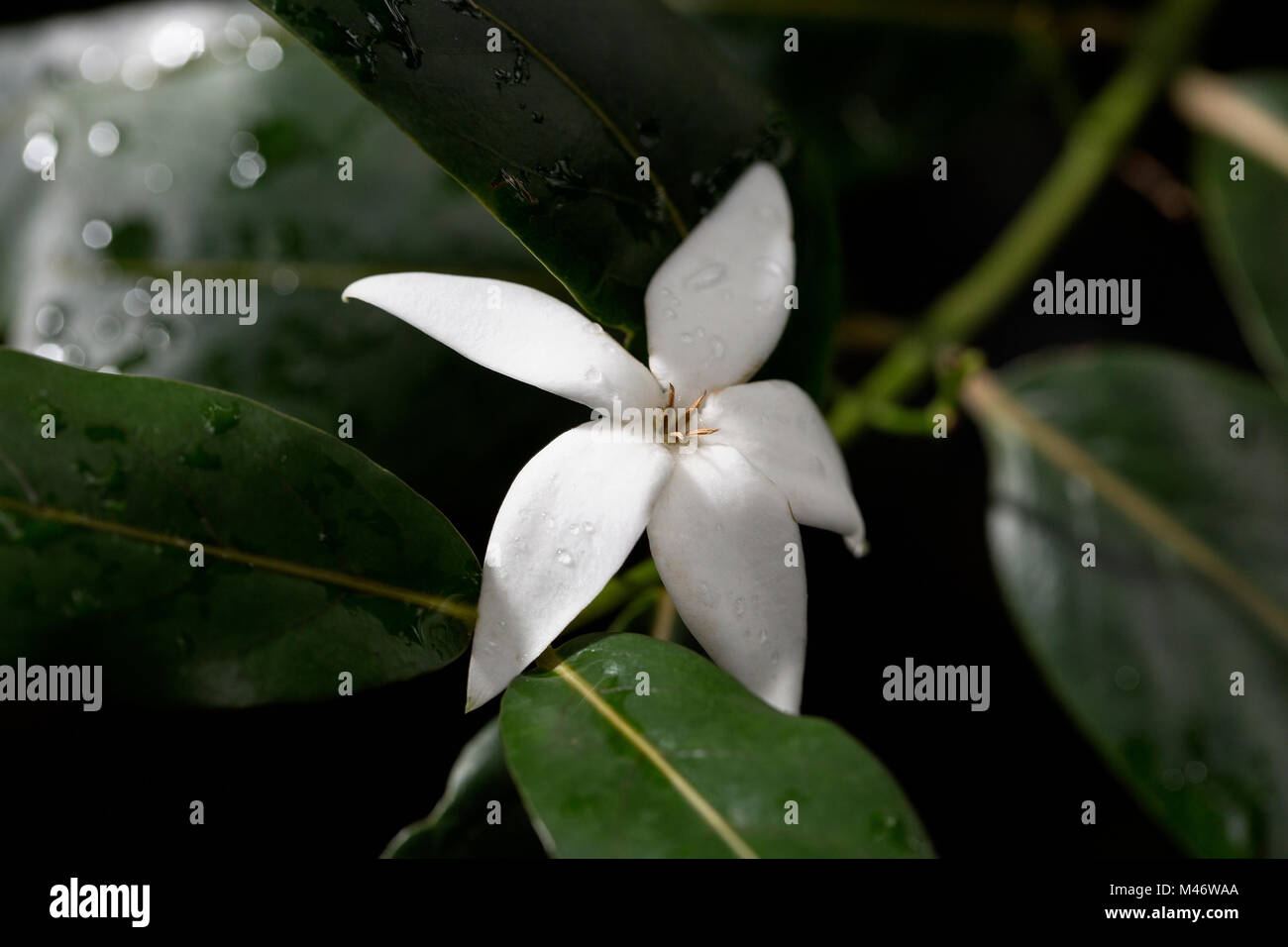 white star flower Stock Photo - Alamy