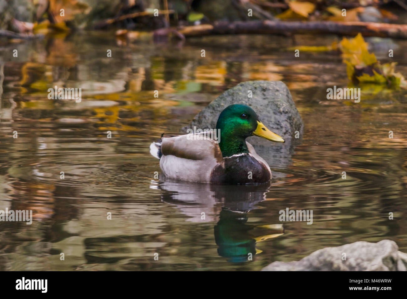 The wild duck Stock Photo - Alamy